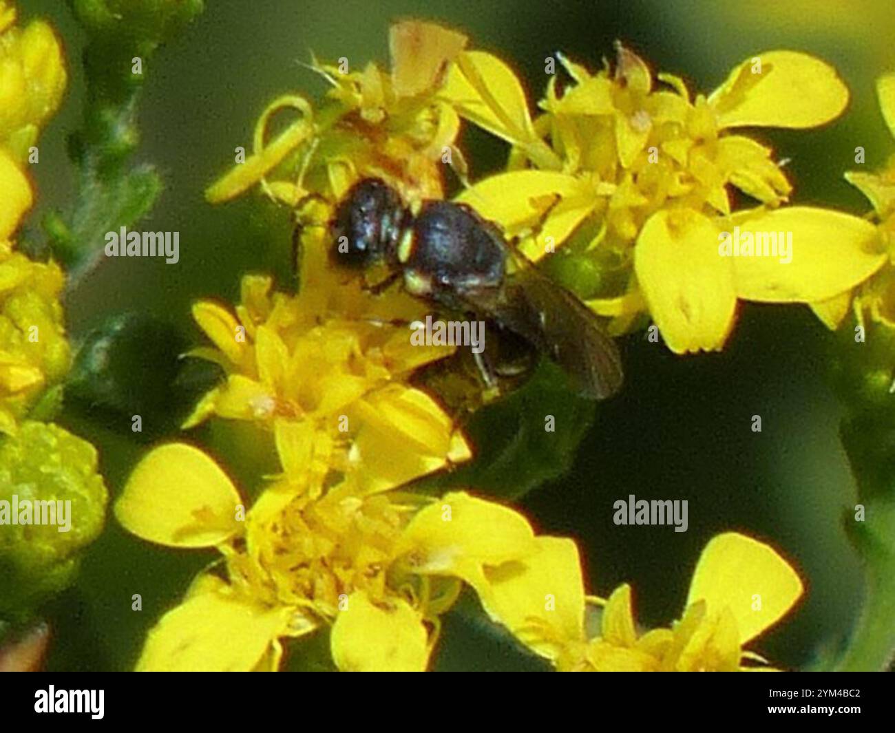 Masked Bees (Hylaeus Stock Photo - Alamy