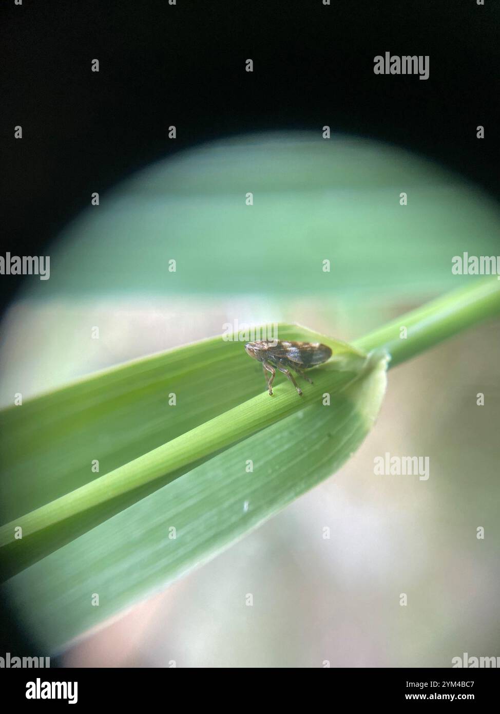 Meadow Spittlebug (Philaenus spumarius Stock Photo - Alamy