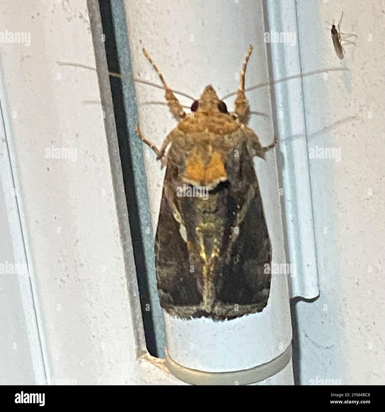 Common Looper Moth (Autographa precationis Stock Photo - Alamy