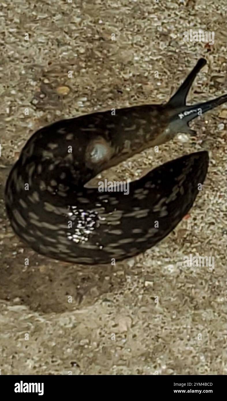 Cellar Slugs (Limacus Stock Photo - Alamy