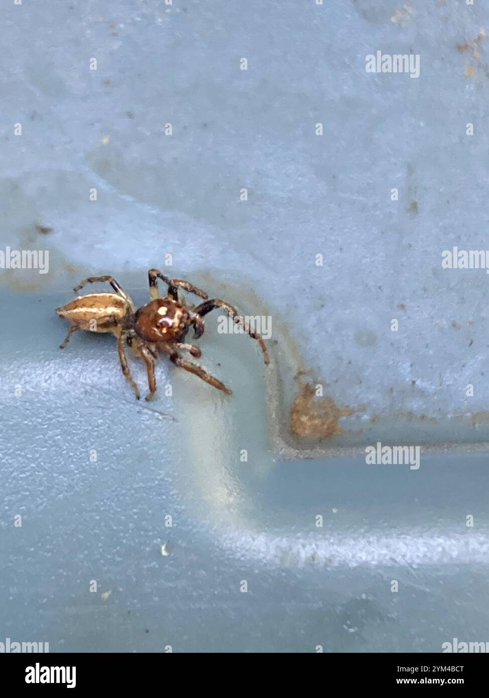 Sylvan Jumping Spider (Colonus sylvanus Stock Photo - Alamy