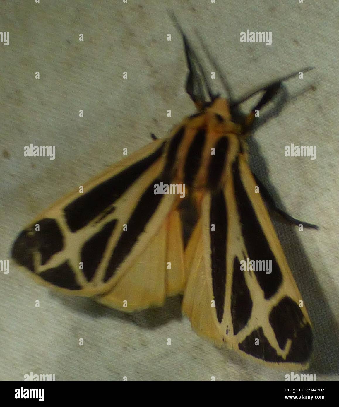 Nais Tiger Moth (Apantesis nais Stock Photo - Alamy