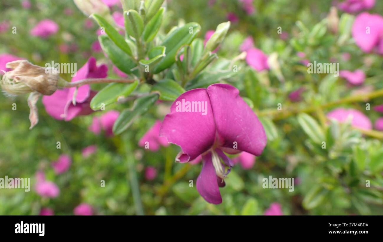 Box Capesweetpea (Podalyria buxifolia Stock Photo - Alamy