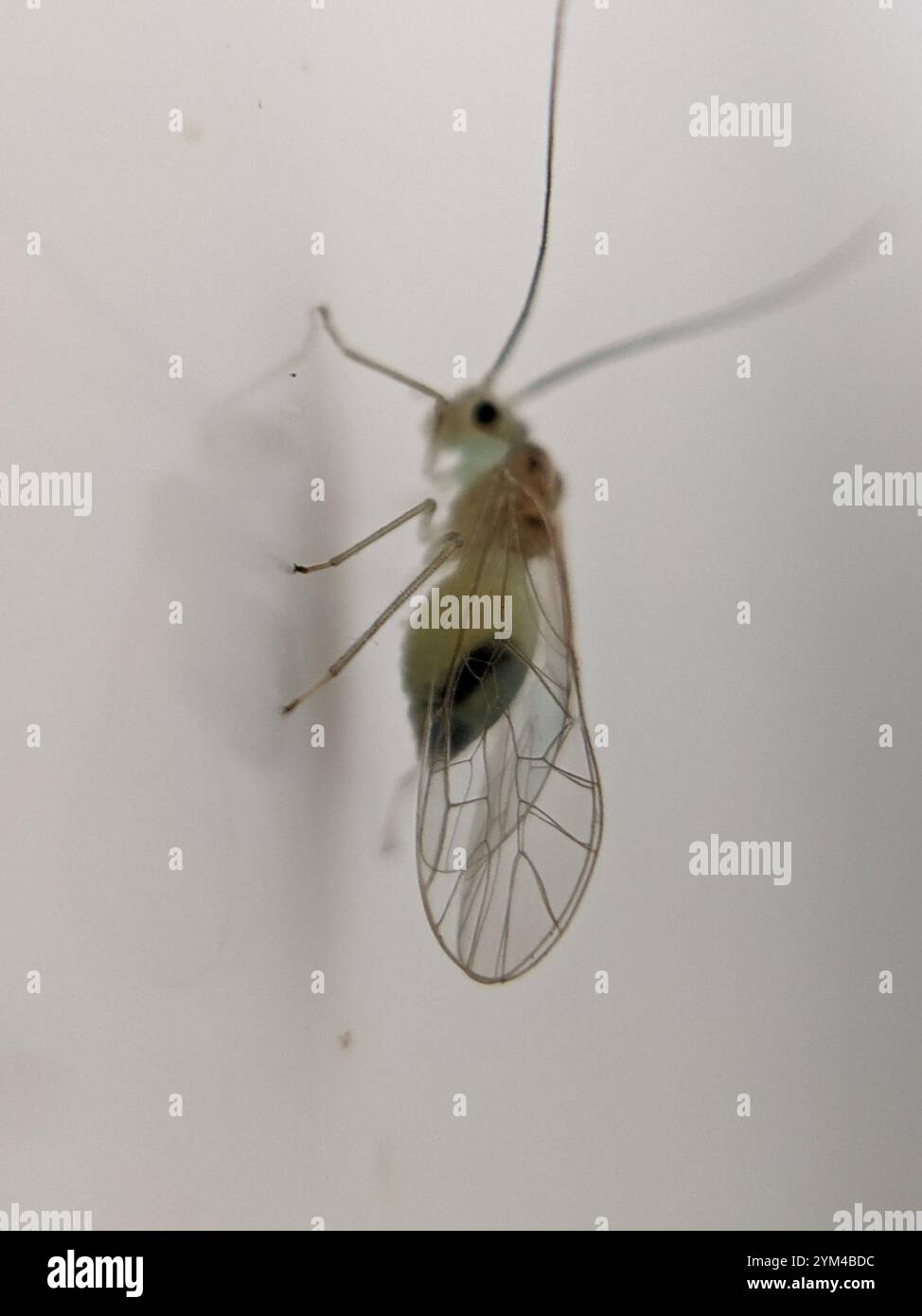 Stenopsocus hi-res stock photography and images - Alamy