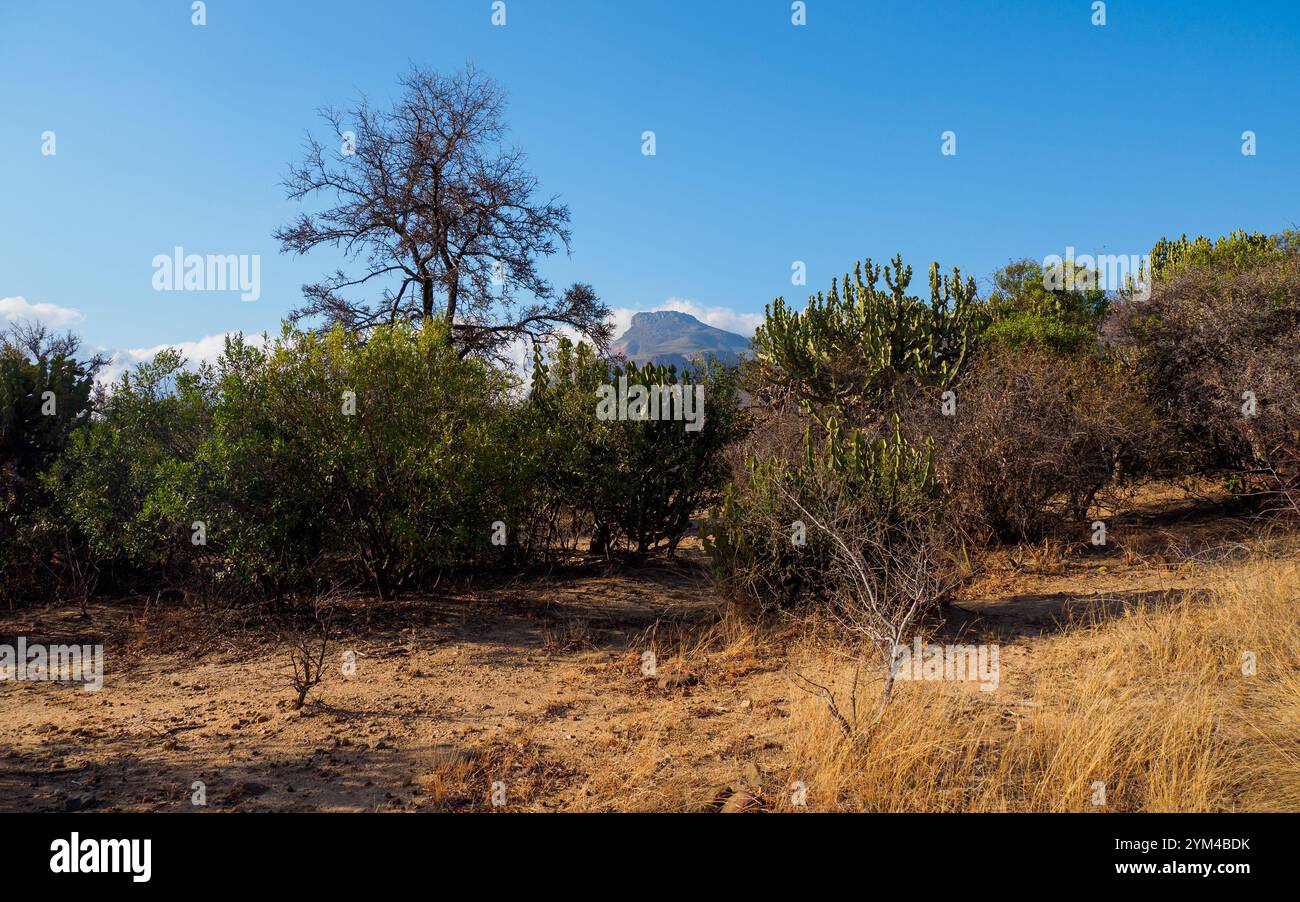 Bush landscape, Limpopo Province, South Africa Stock Photo - Alamy