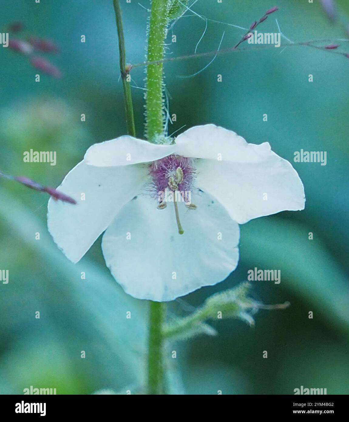 moth mullein (Verbascum blattaria Stock Photo - Alamy