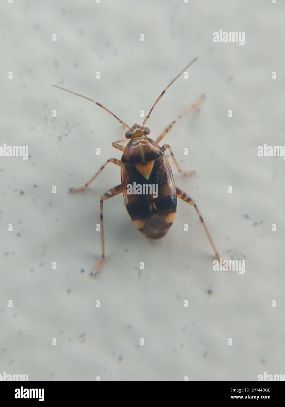 Three Spotted Nettle Bug (Liocoris tripustulatus Stock Photo - Alamy