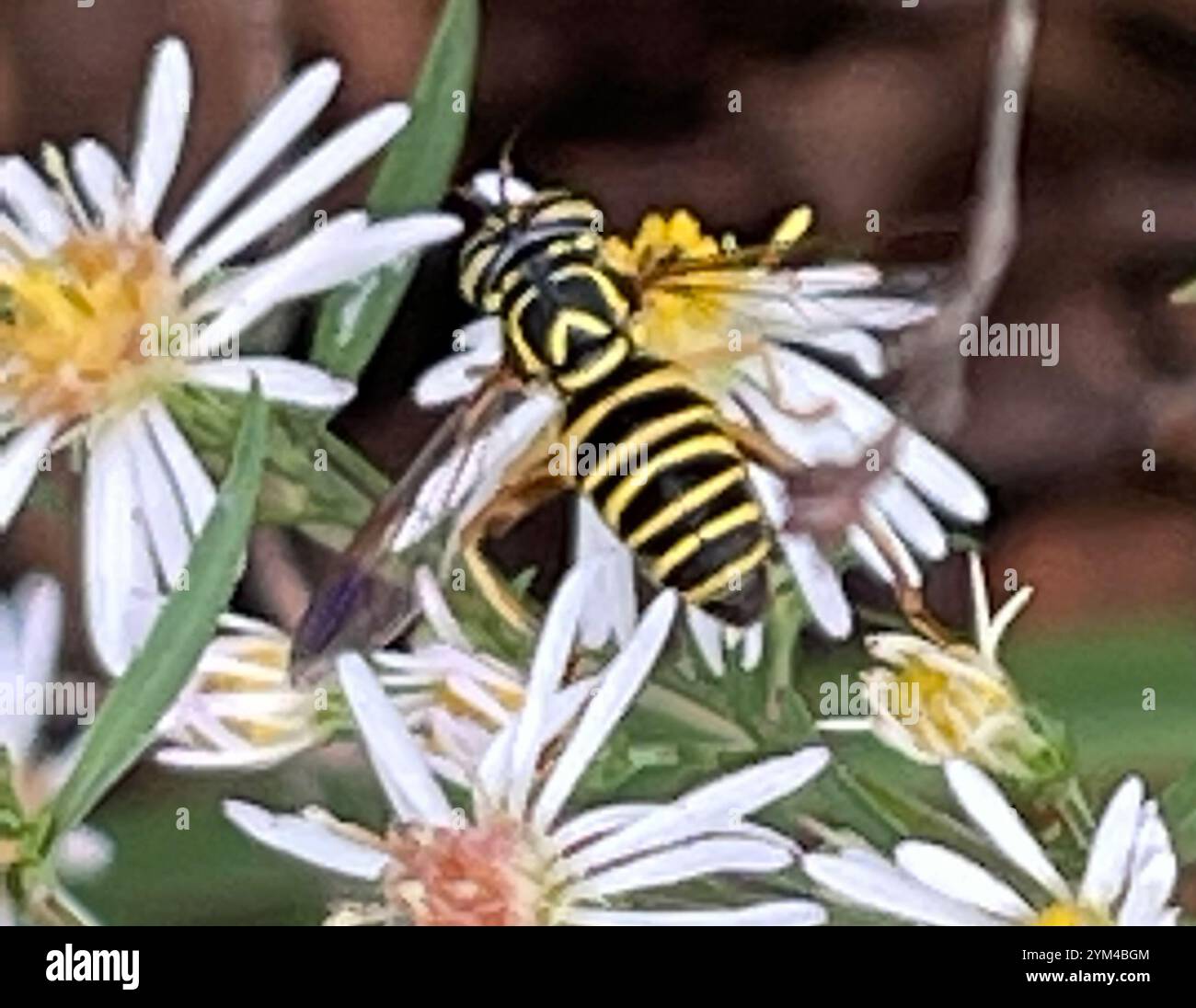 Eastern Hornet Fly (Spilomyia longicornis Stock Photo - Alamy