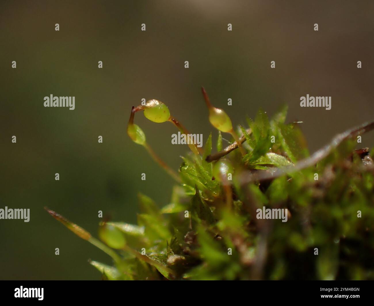 Common Pottia (Tortula truncata Stock Photo - Alamy