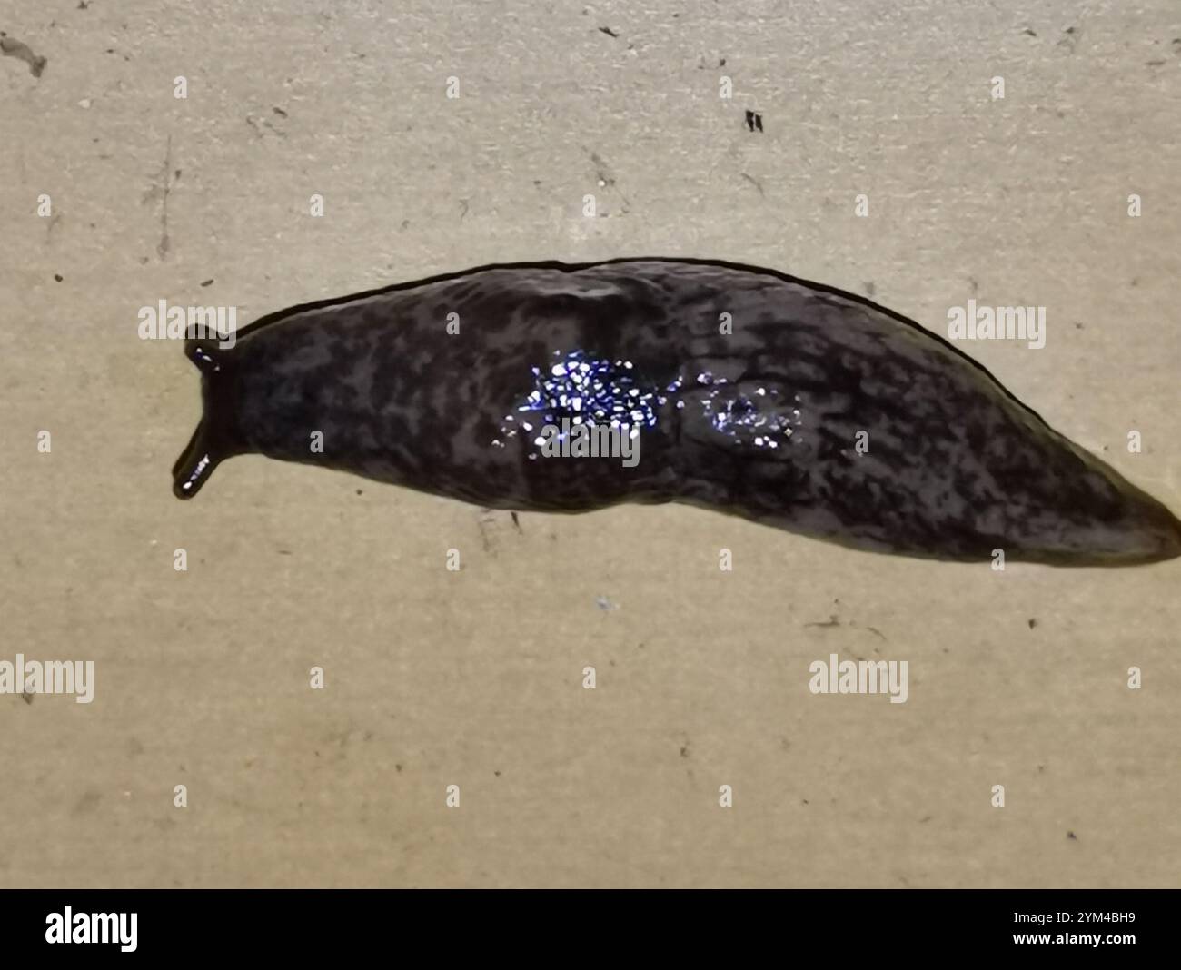 Milky Slug (Deroceras reticulatum Stock Photo - Alamy