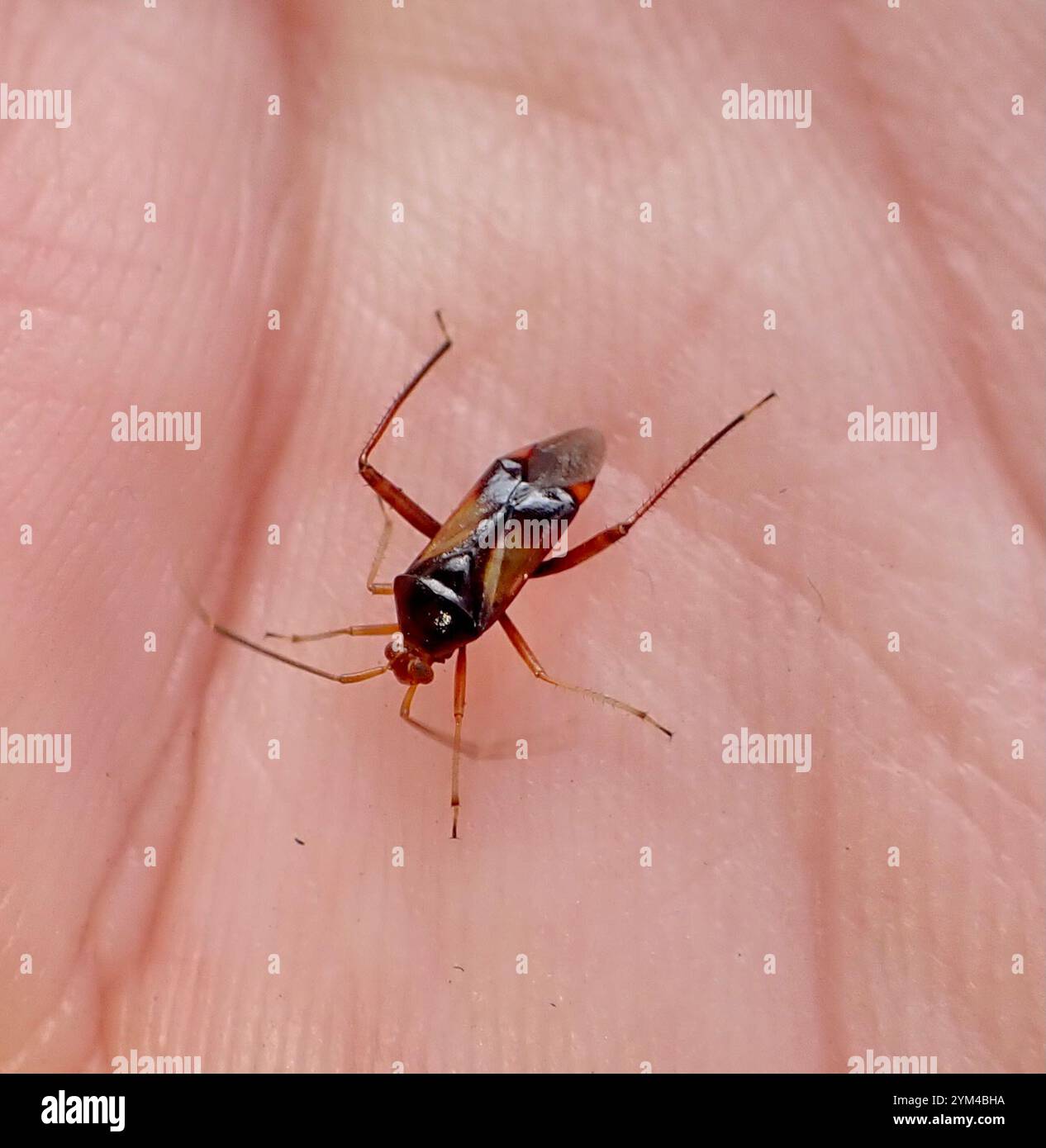 oak plant bug (Megacoelum infusum Stock Photo - Alamy