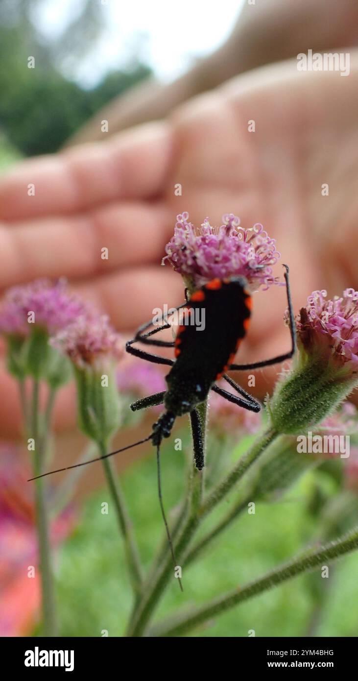 Flower Assassin Bugs (Rhynocoris Stock Photo - Alamy