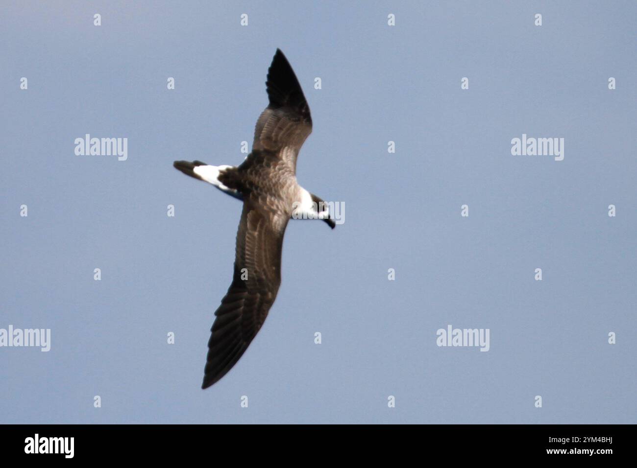 Black-capped Petrel (Pterodroma hasitata Stock Photo - Alamy