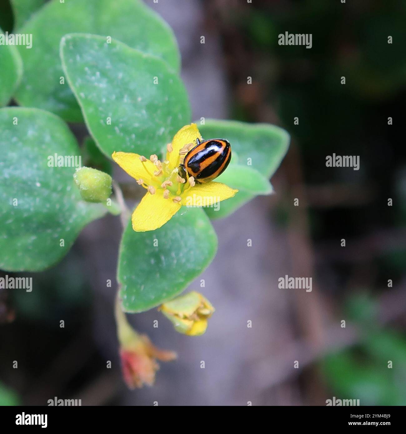 Striped Ladybird (Micraspis frenata Stock Photo - Alamy