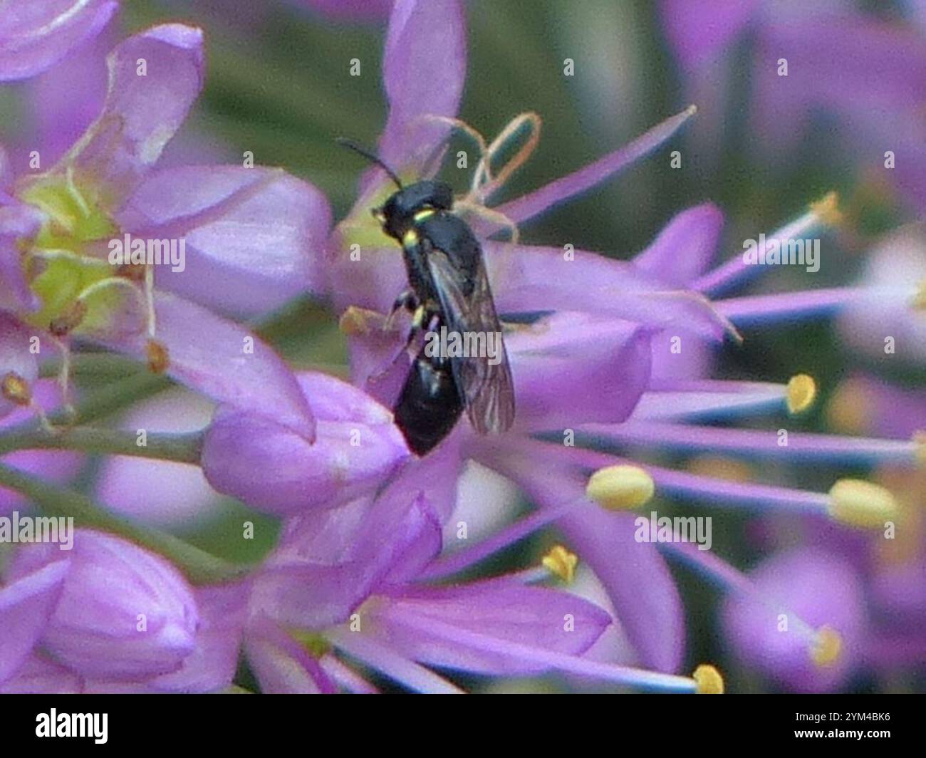 Masked Bees (Hylaeus Stock Photo - Alamy