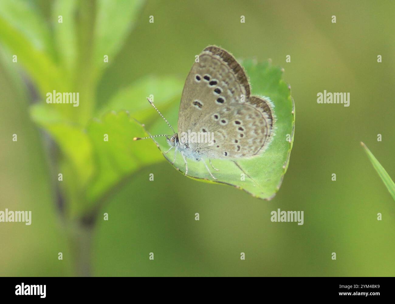 Lesser Grass Blue (Zizina otis Stock Photo - Alamy