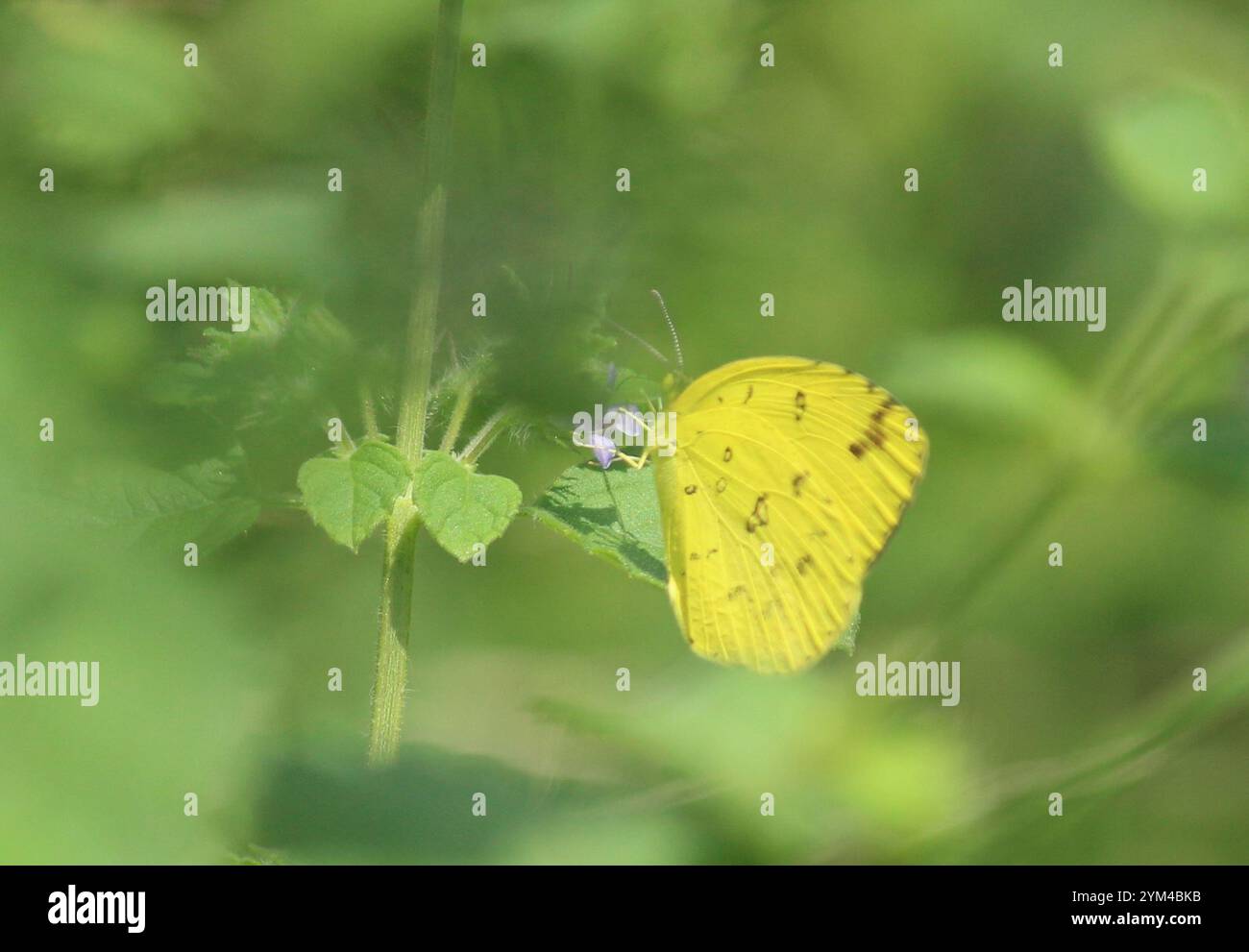 Three-spotted Grass Yellow (Eurema blanda Stock Photo - Alamy