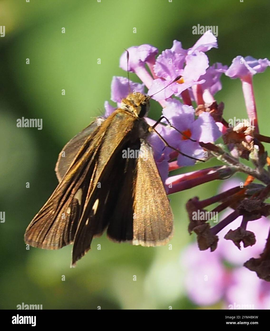 Panoquina hi-res stock photography and images - Alamy