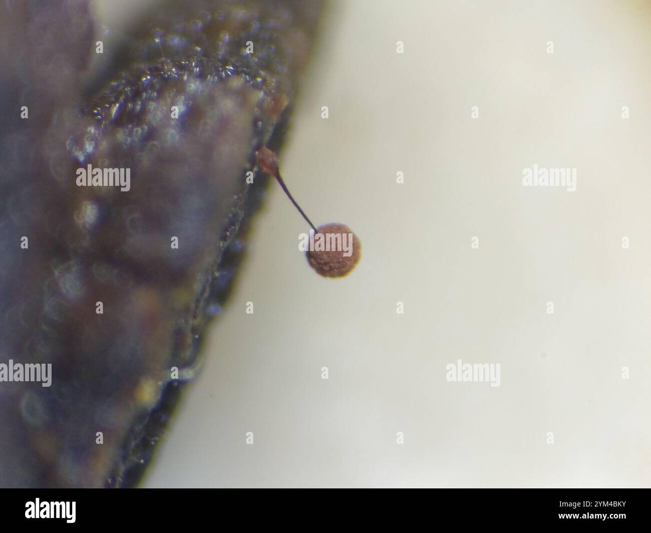 Comatricha elegans hi-res stock photography and images - Alamy