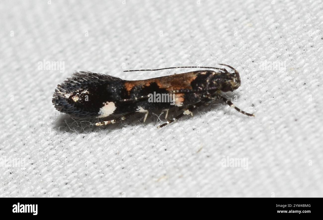 Red-necked Peanutworm Moth (Stegasta bosqueella Stock Photo - Alamy