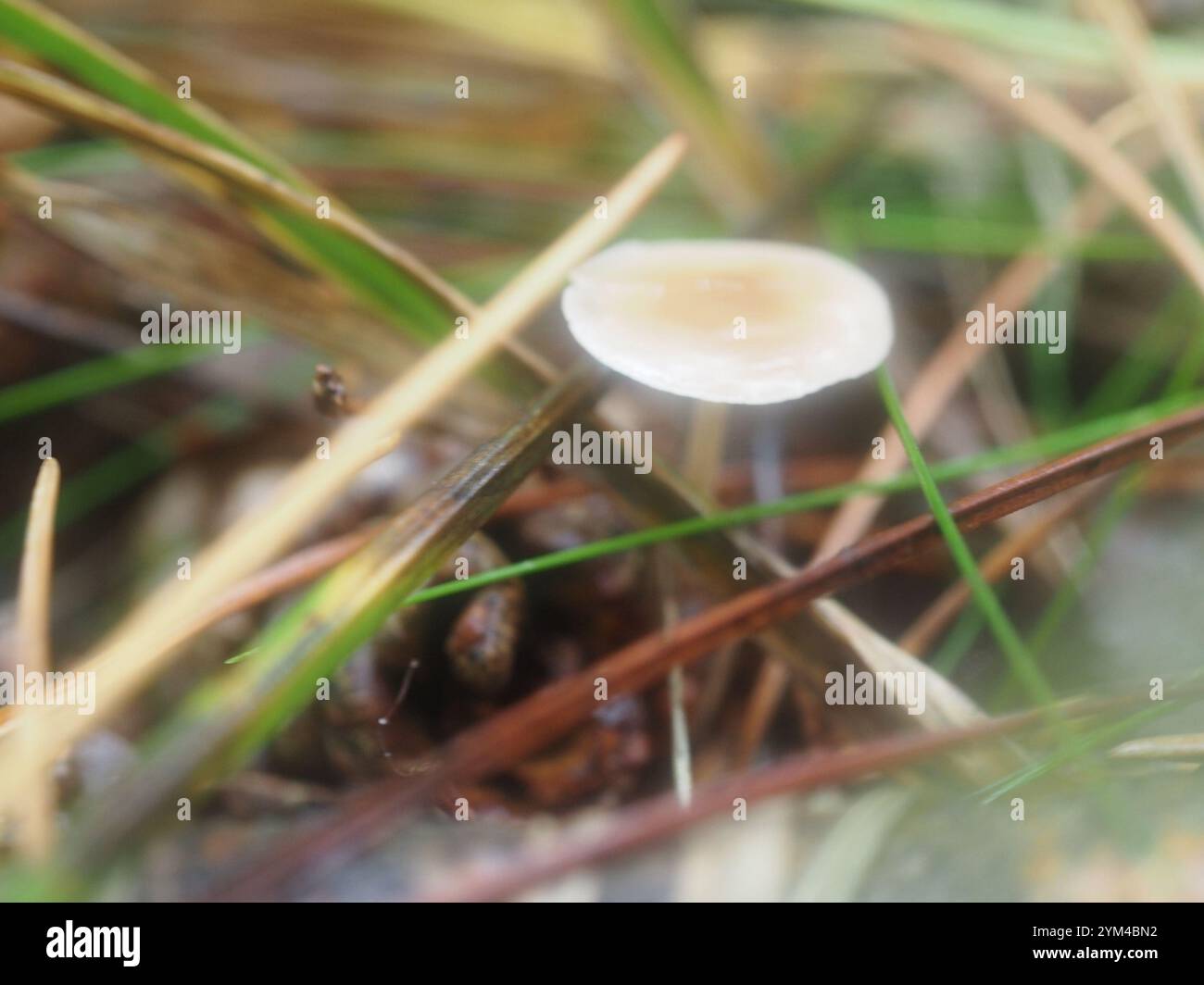 Conifercone hi-res stock photography and images - Alamy