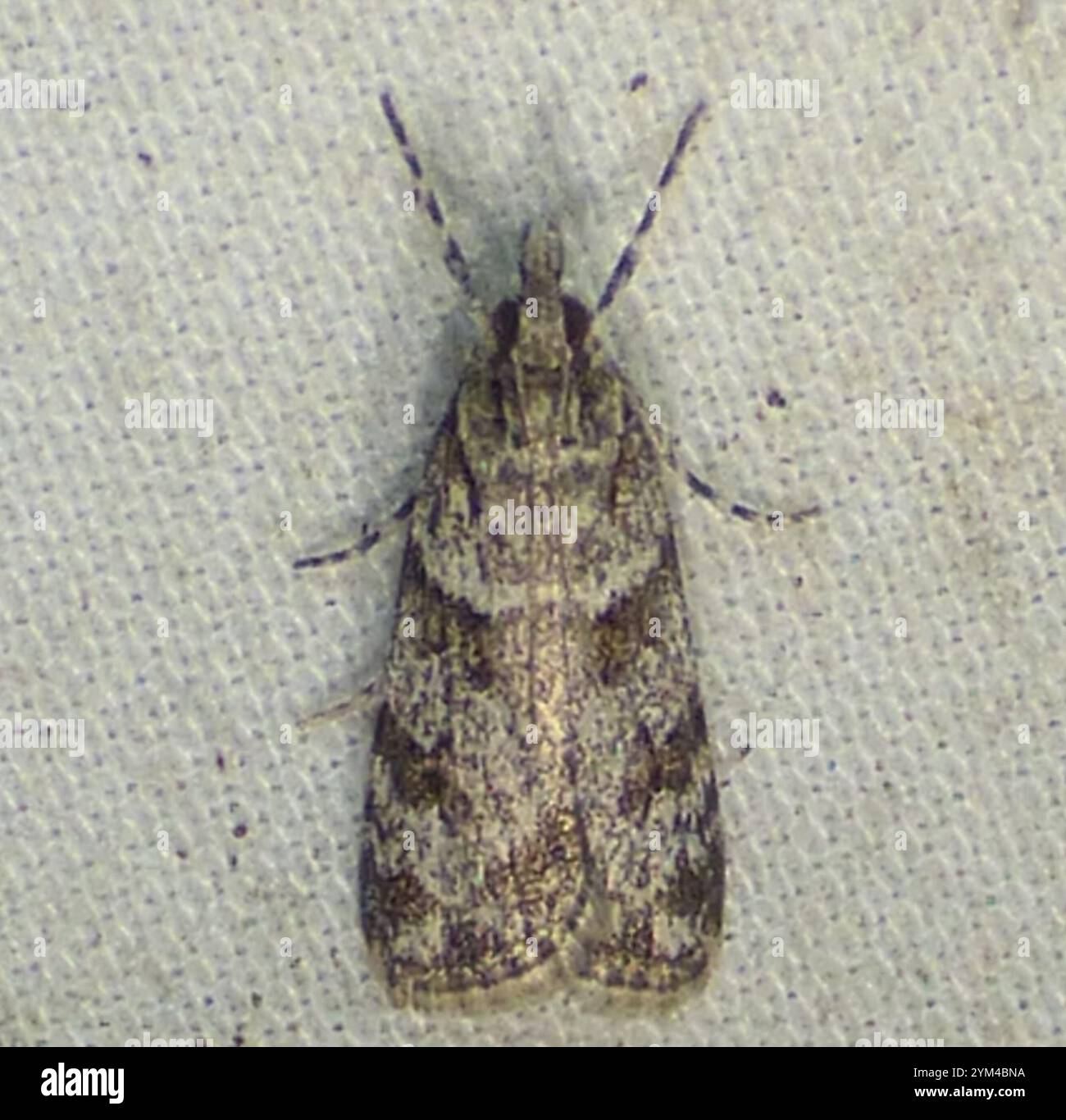 Double-striped Scoparia Moth (Scoparia biplagialis Stock Photo - Alamy