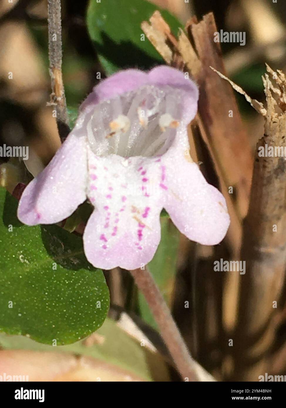 Georgia calamint (Clinopodium carolinianum Stock Photo - Alamy