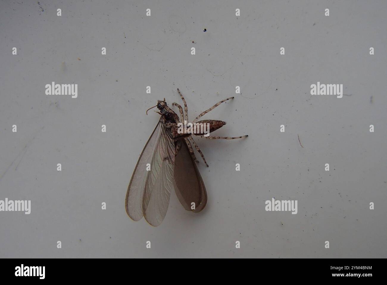 Milk Termite (Coptotermes lacteus Stock Photo - Alamy
