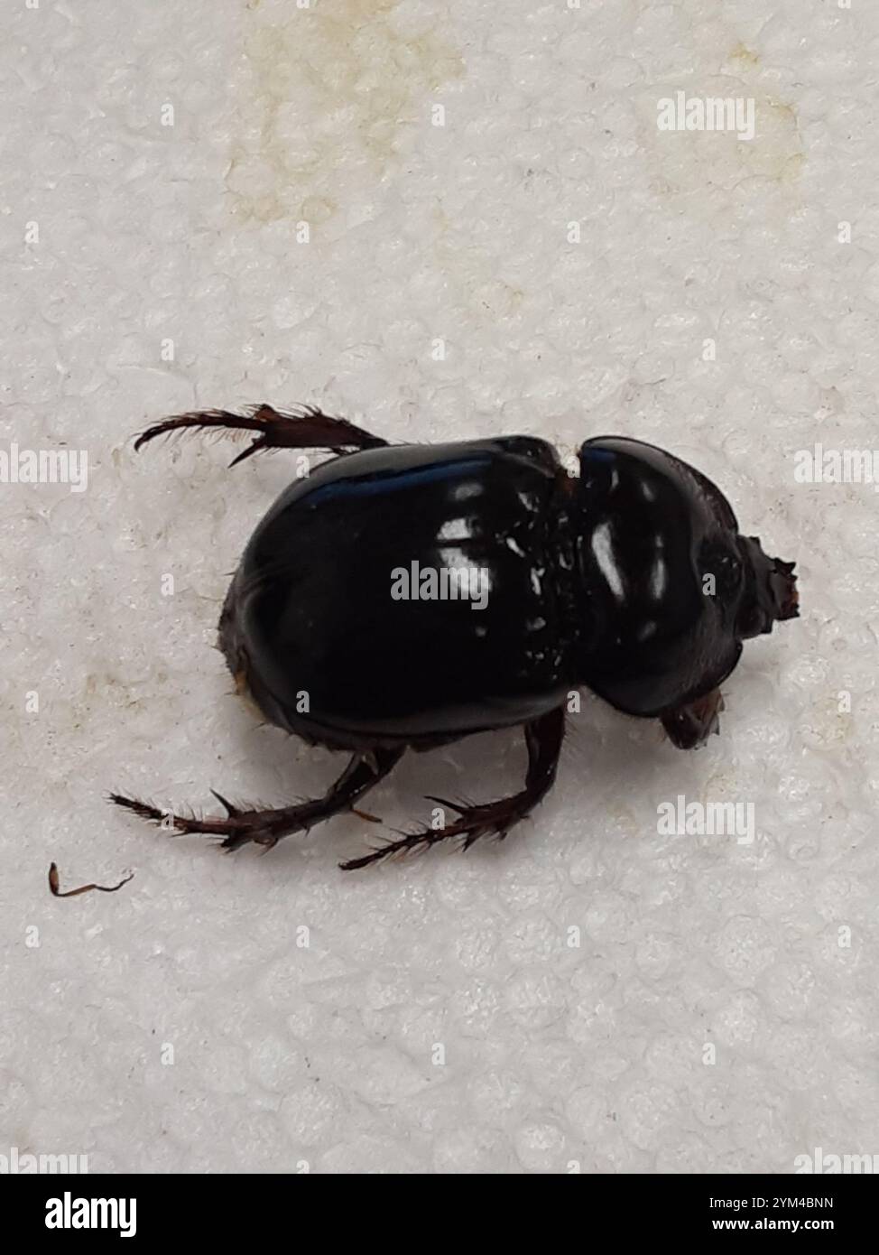 Smooth Ox Beetle (Strategus antaeus Stock Photo - Alamy