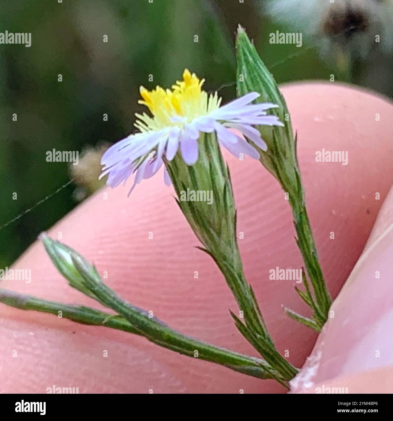 Bahaman aster (Symphyotrichum bahamense Stock Photo - Alamy