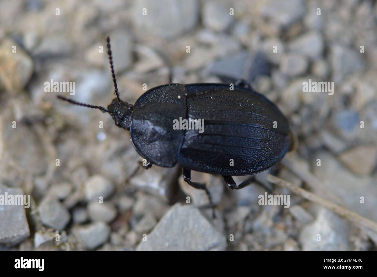 Black snail beetle (Phosphuga atrata Stock Photo - Alamy