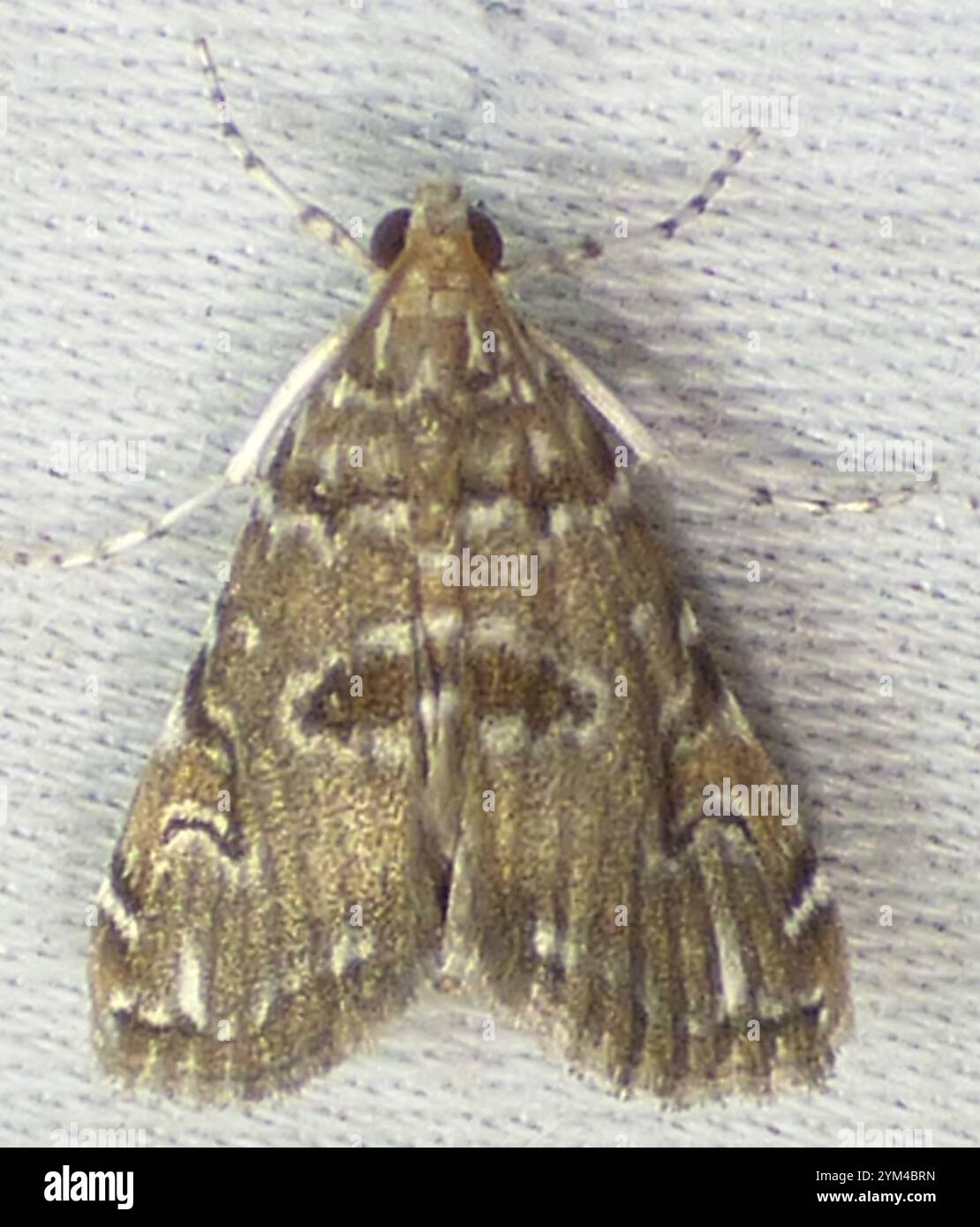 Waterlily Borer Moth (Elophila gyralis Stock Photo - Alamy