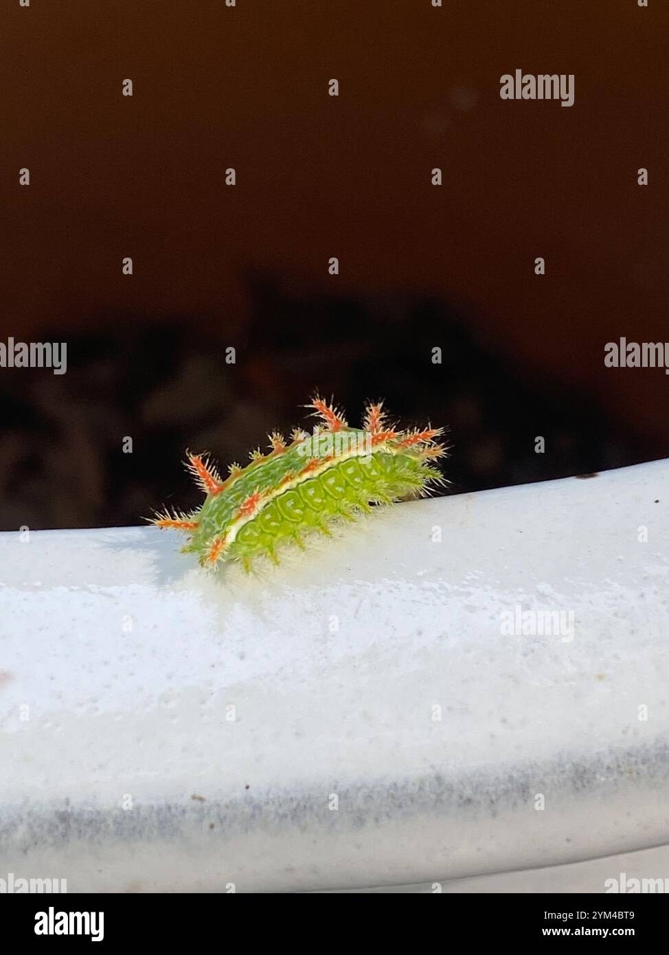 Euclea slug moth hi-res stock photography and images - Alamy