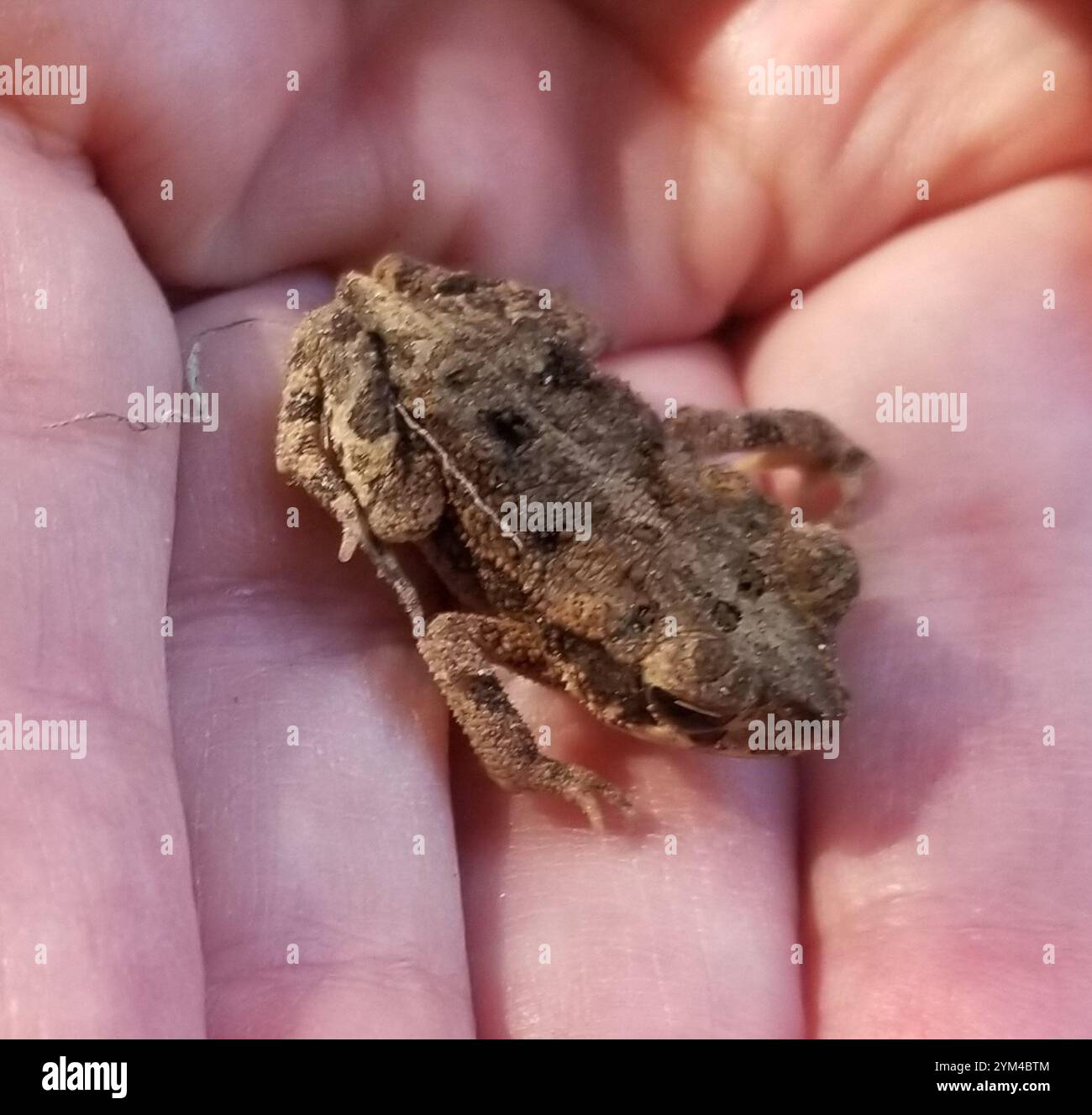 Gulf Coast Toad (Incilius nebulifer Stock Photo - Alamy