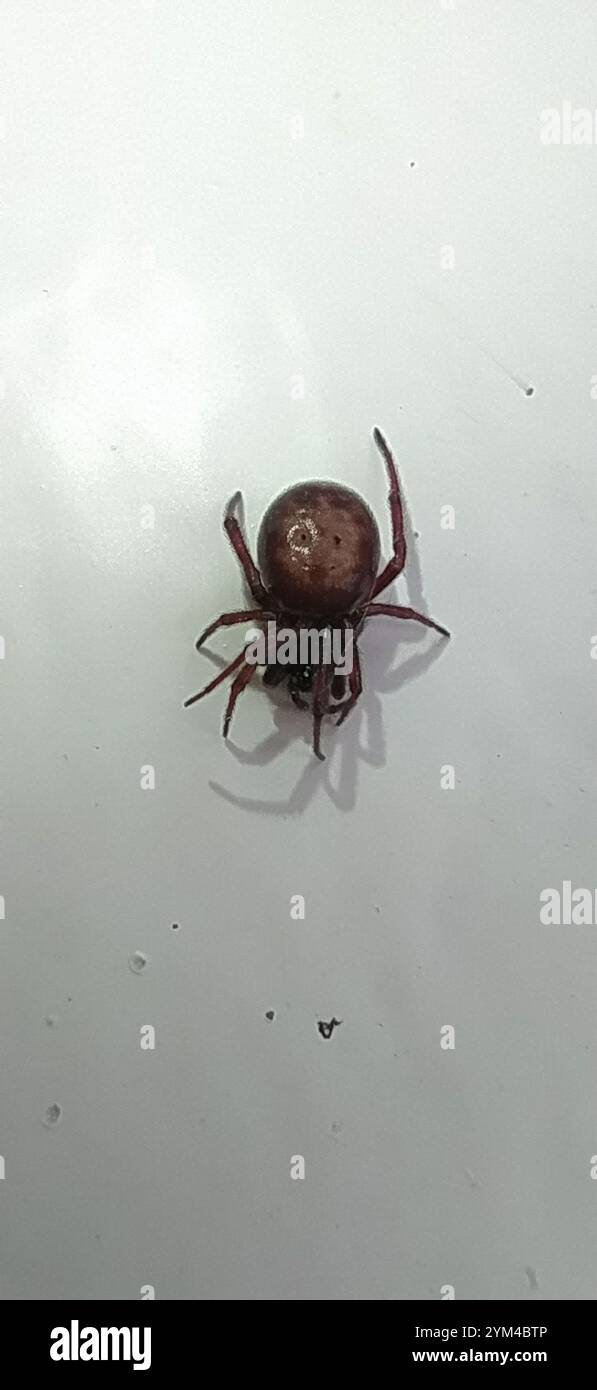 Rabbit Hutch Spider (Steatoda bipunctata Stock Photo - Alamy
