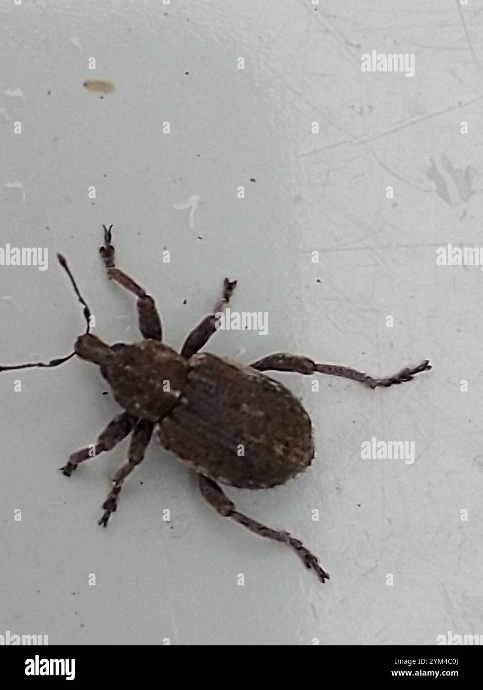 Clover Leaf Weevil (Brachypera zoilus Stock Photo - Alamy