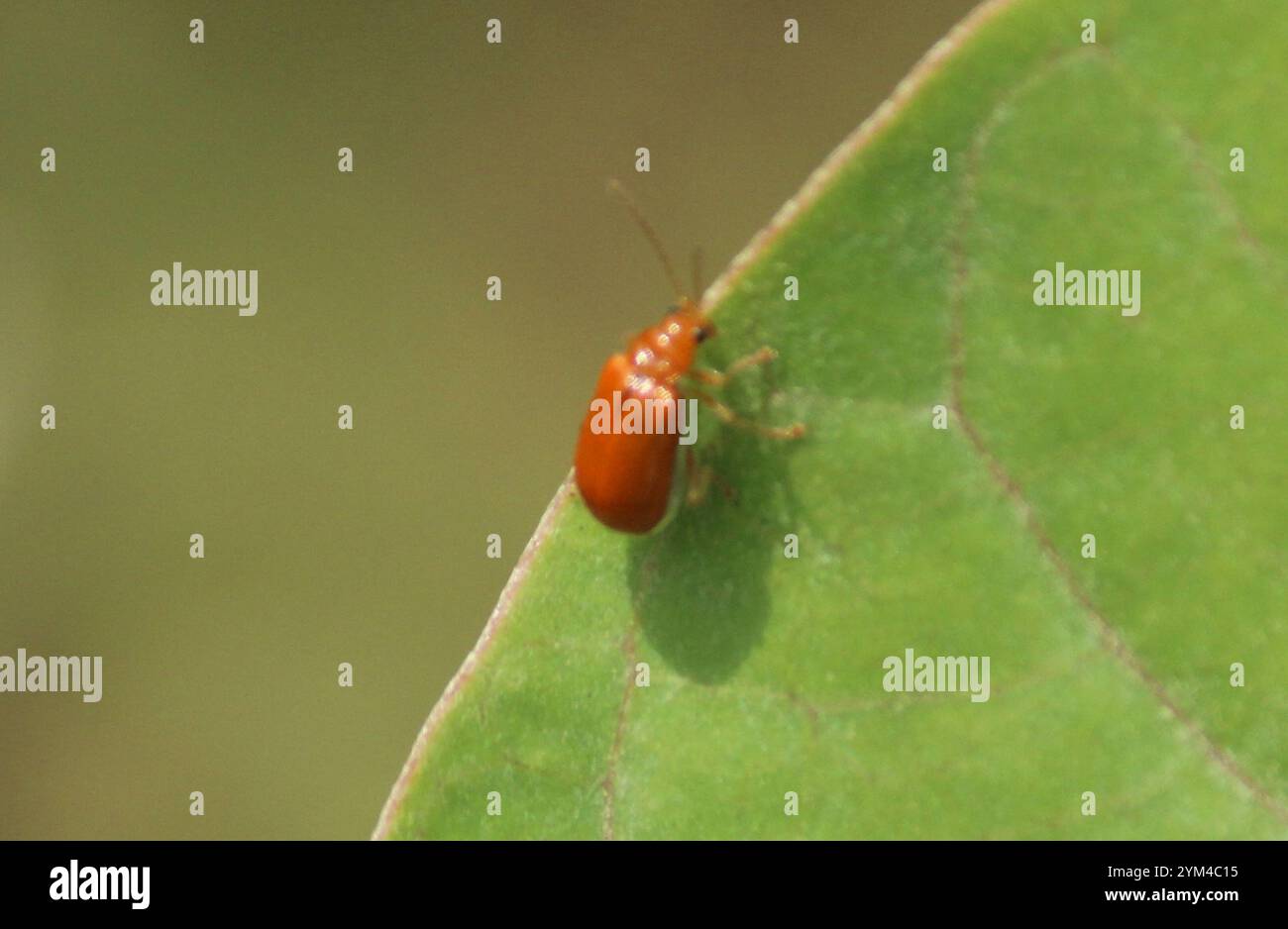 Aulacophora hi-res stock photography and images - Alamy