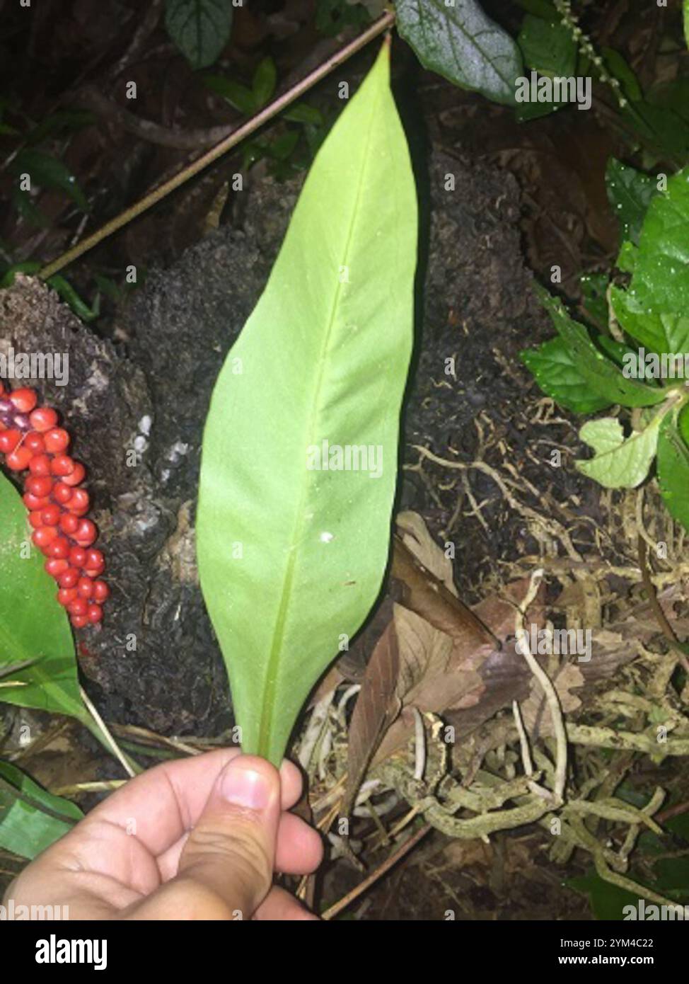 Red Pearls Anthurium (Anthurium gracile Stock Photo - Alamy