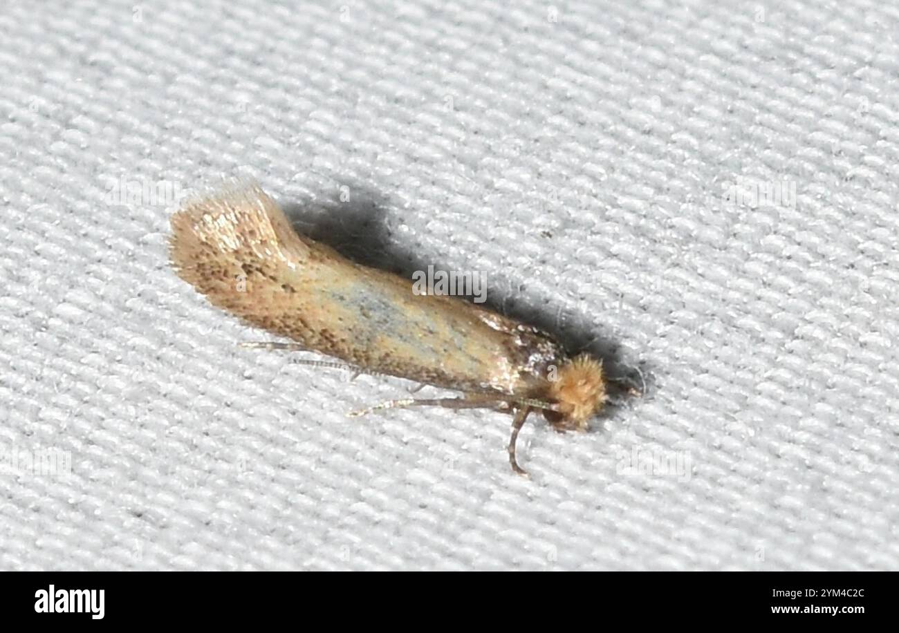 Curved-lined Homostinea Moth (Homostinea curviliniella Stock Photo - Alamy