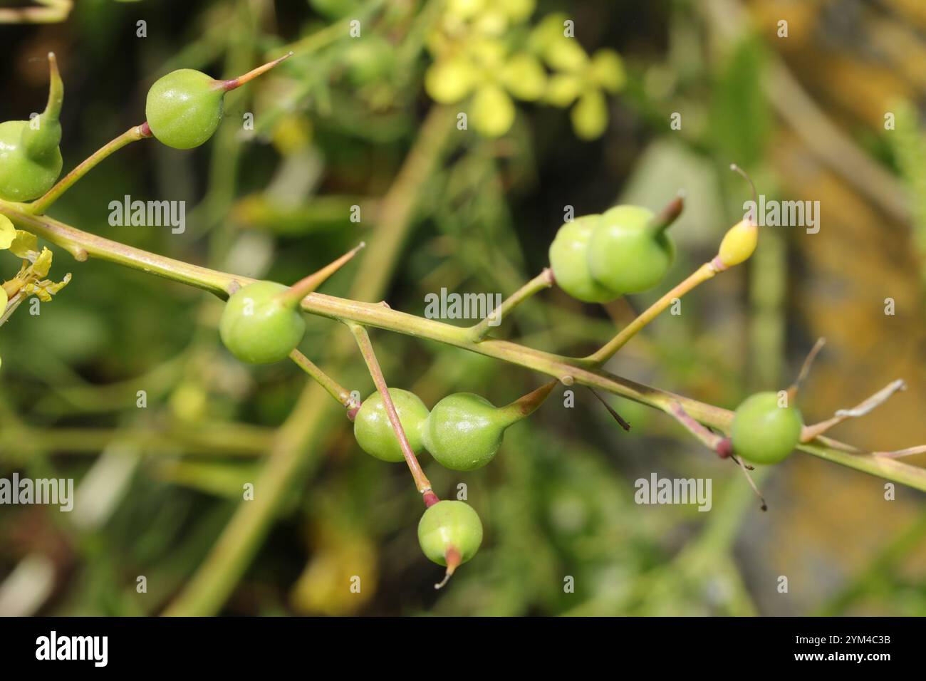 Mediterranean Radish (Raphanus raphanistrum landra Stock Photo - Alamy