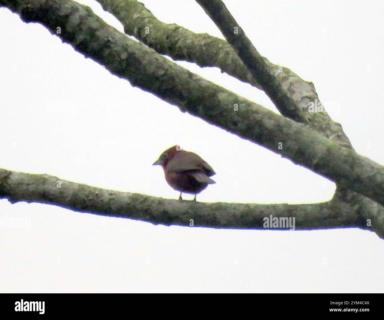 Red-crested Finch (Coryphospingus cucullatus Stock Photo - Alamy