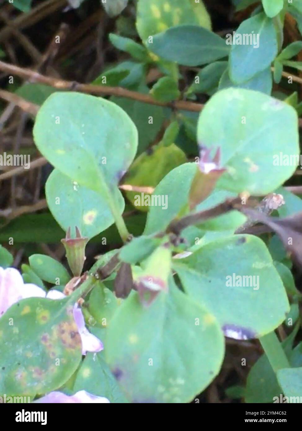 Georgia calamint (Clinopodium carolinianum Stock Photo - Alamy