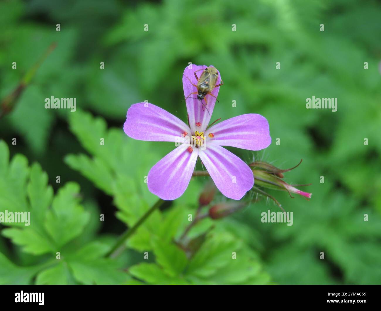 handsome plant bug (Harpocera thoracica Stock Photo - Alamy