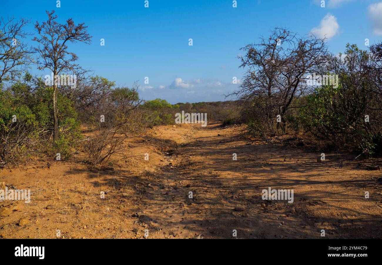 Bush landscape, Limpopo Province, South Africa Stock Photo - Alamy