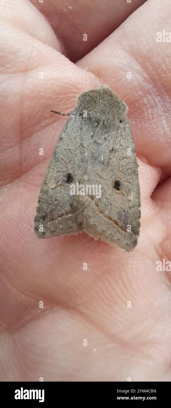 Red-line Quaker (Agrochola lota Stock Photo - Alamy