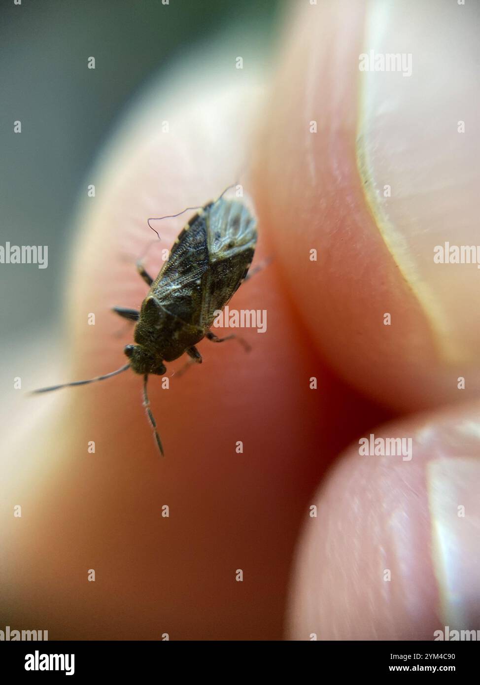 Nettle ground bug (Heterogaster urticae Stock Photo - Alamy