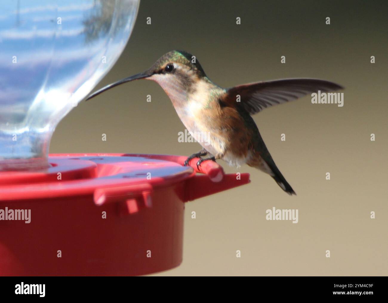 Lucifer Hummingbird (Calothorax lucifer Stock Photo - Alamy