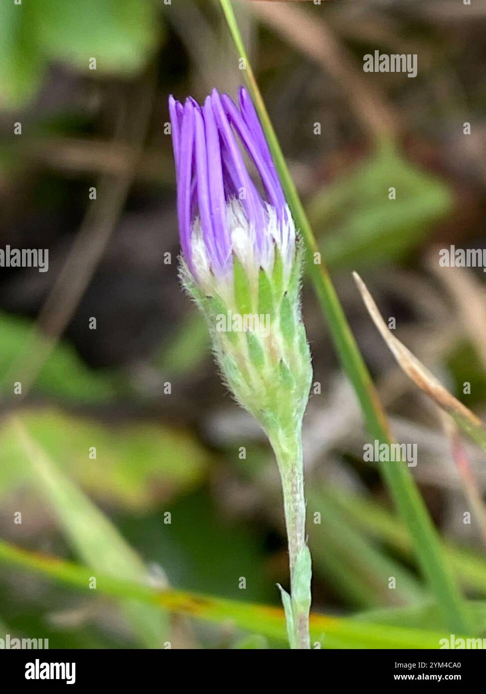 Eastern Silver Aster (Symphyotrichum concolor Stock Photo - Alamy