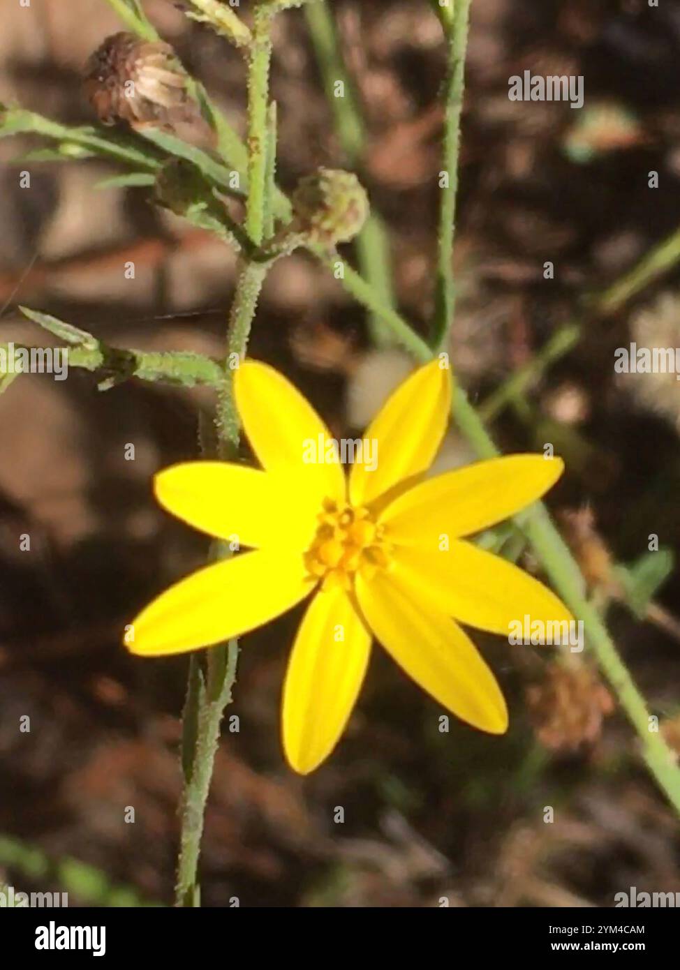 Pineland Silkgrass (Pityopsis aspera Stock Photo - Alamy