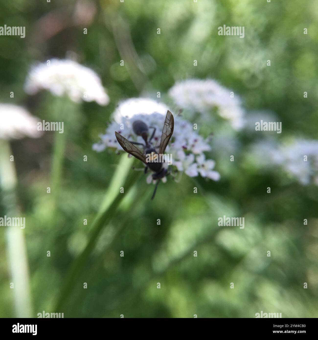 Camoati hi-res stock photography and images - Alamy